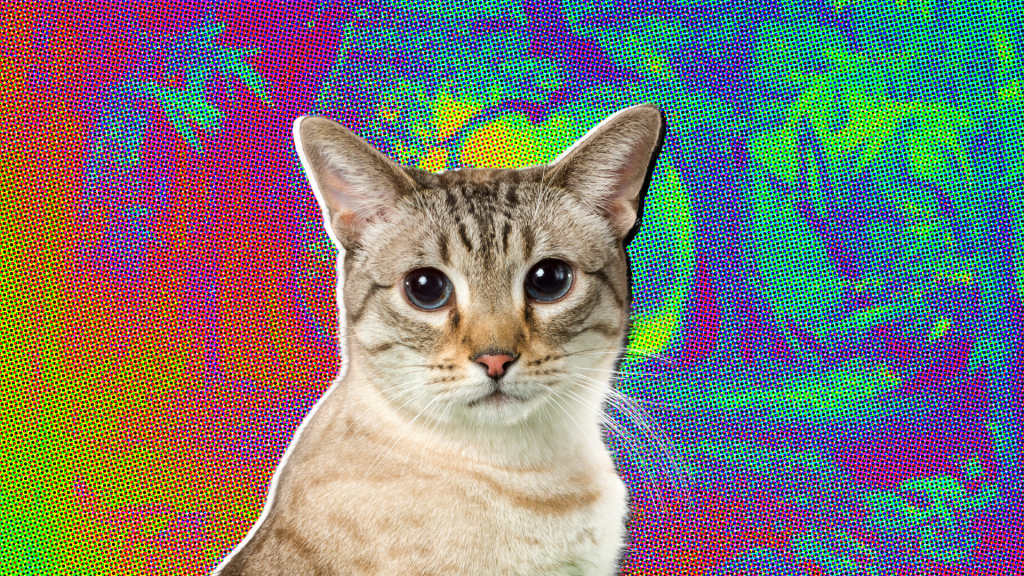 LGBTQ+ Animal Allies – Rise for Animals