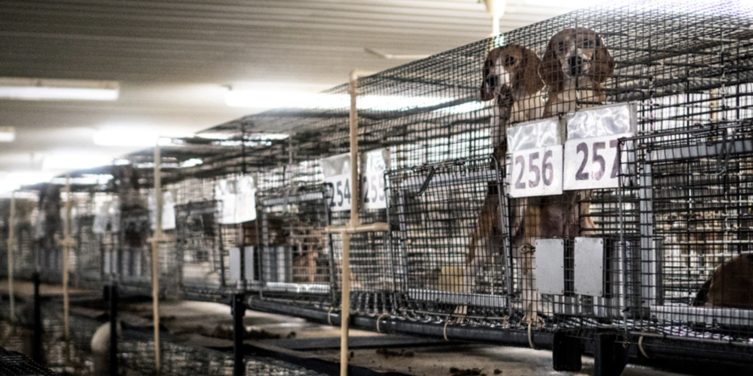 It's a Puppy Mill. It's a Factory Farm. – Rise for Animals