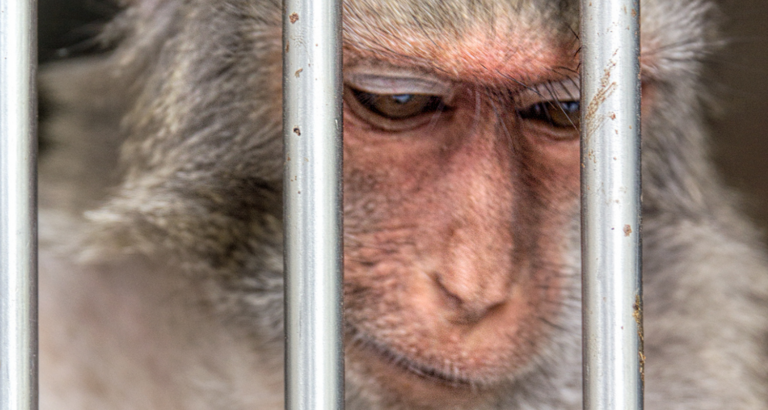 Feds Handed Over 1,296 Long-Imprisoned Monkeys to Industry – Rise for ...