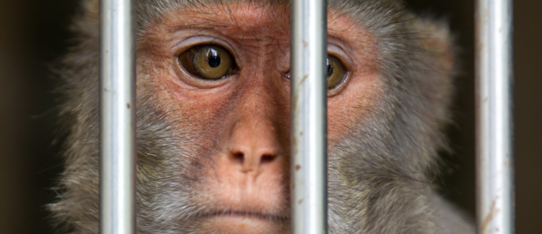 A Critical Crossroads for Biomedical Research – Rise for Animals