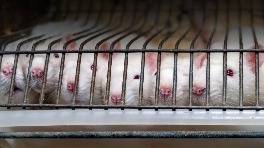 Mice Suffer and Die at Columbia University – Rise for Animals