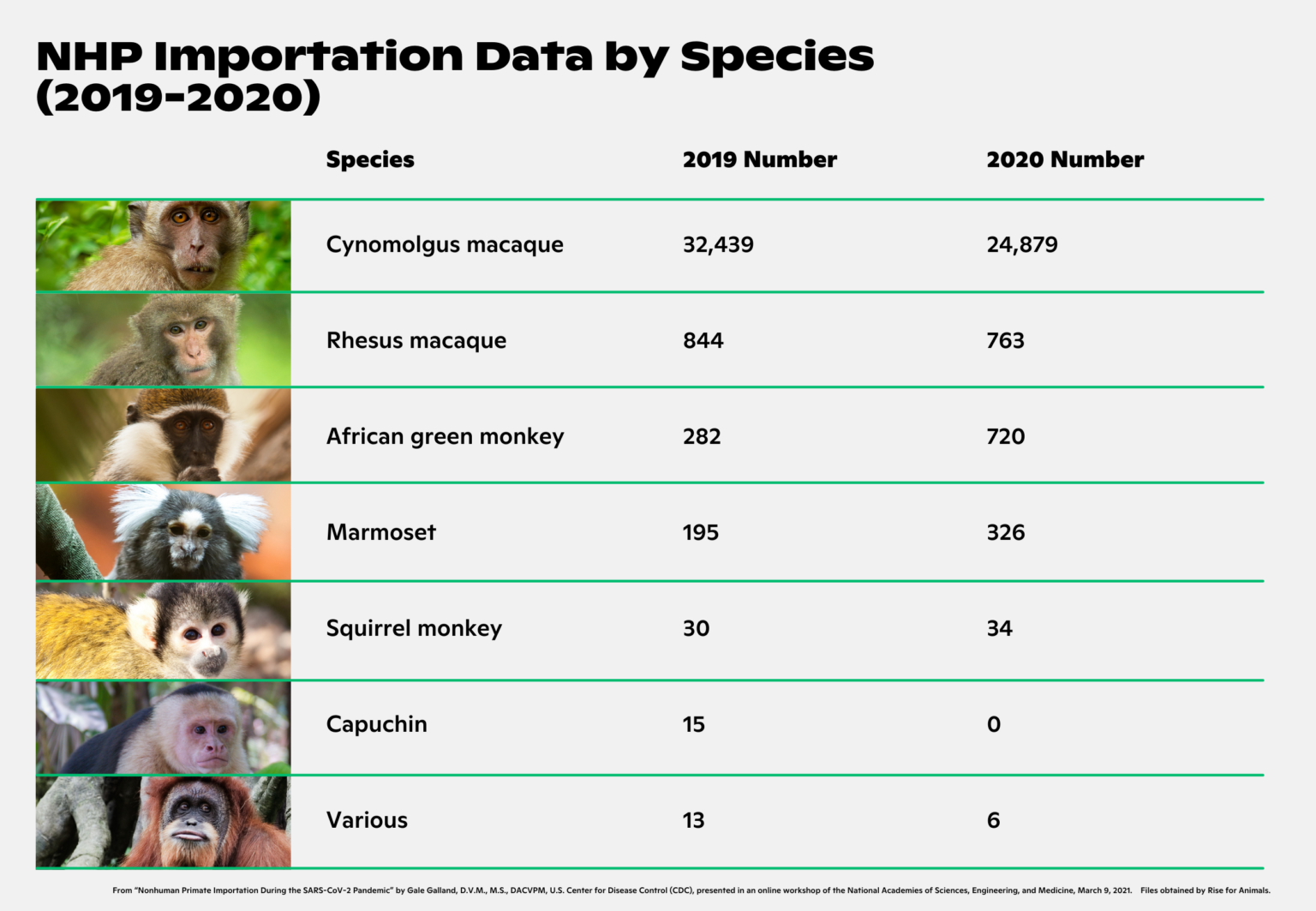 Exclusive: Nearly Half a Million Monkeys Imported to U.S. – Rise for ...