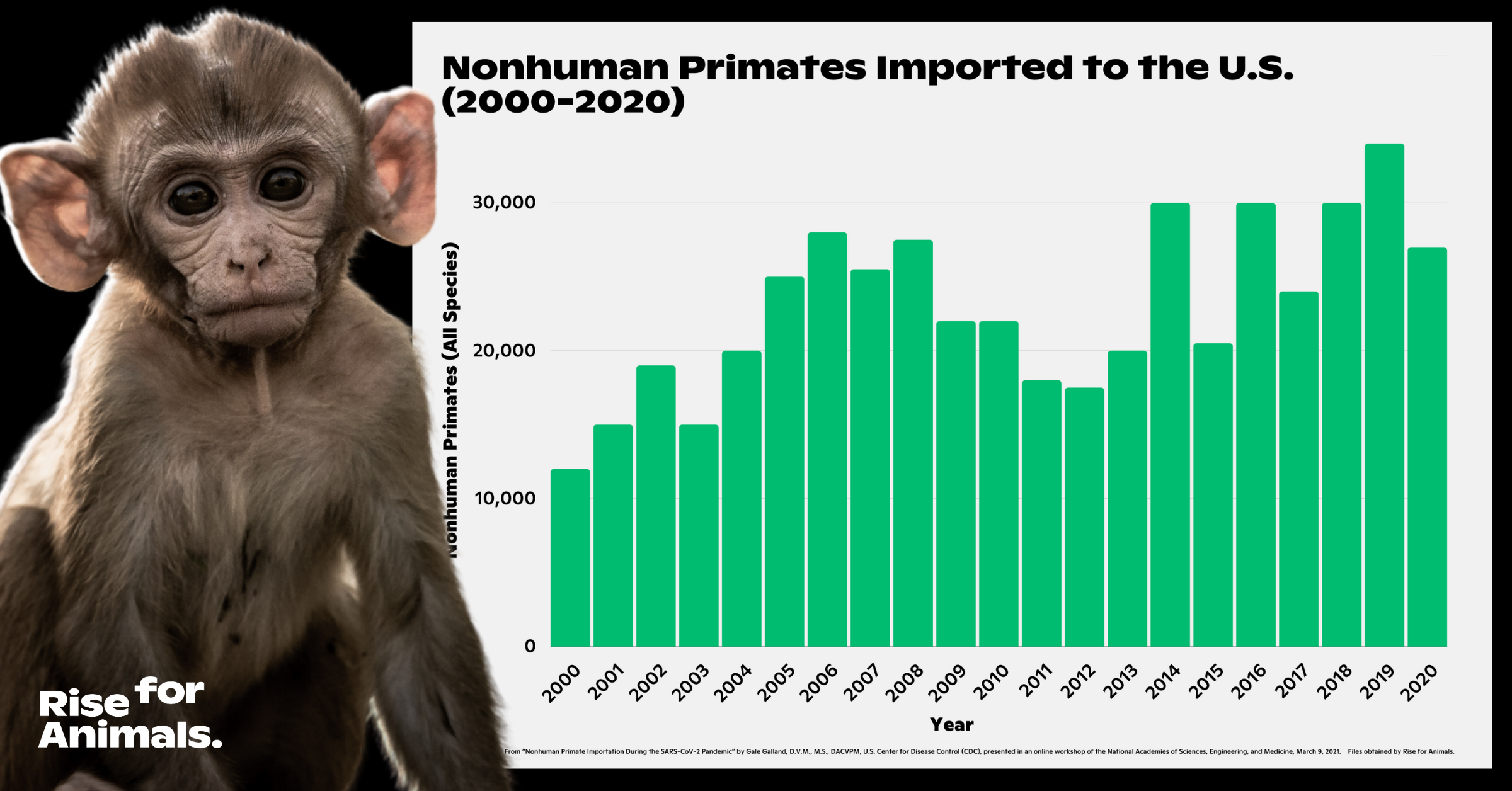 Exclusive: Nearly Half a Million Monkeys Imported to U.S. – Rise for ...