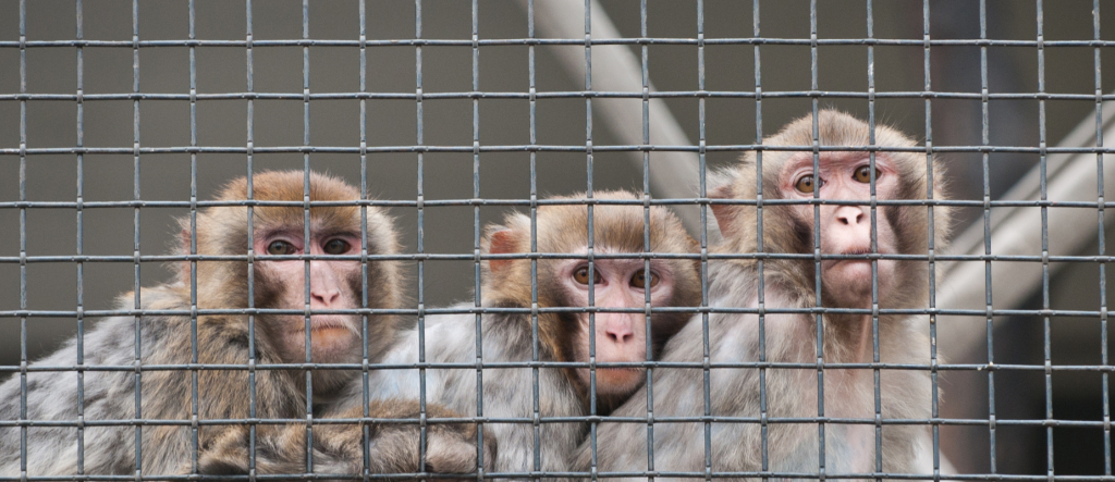 President Biden: Reject the Proposed Monkey Stockpile – Rise for Animals
