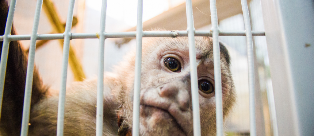 Rise for Animals - Take Action – Rise for Animals