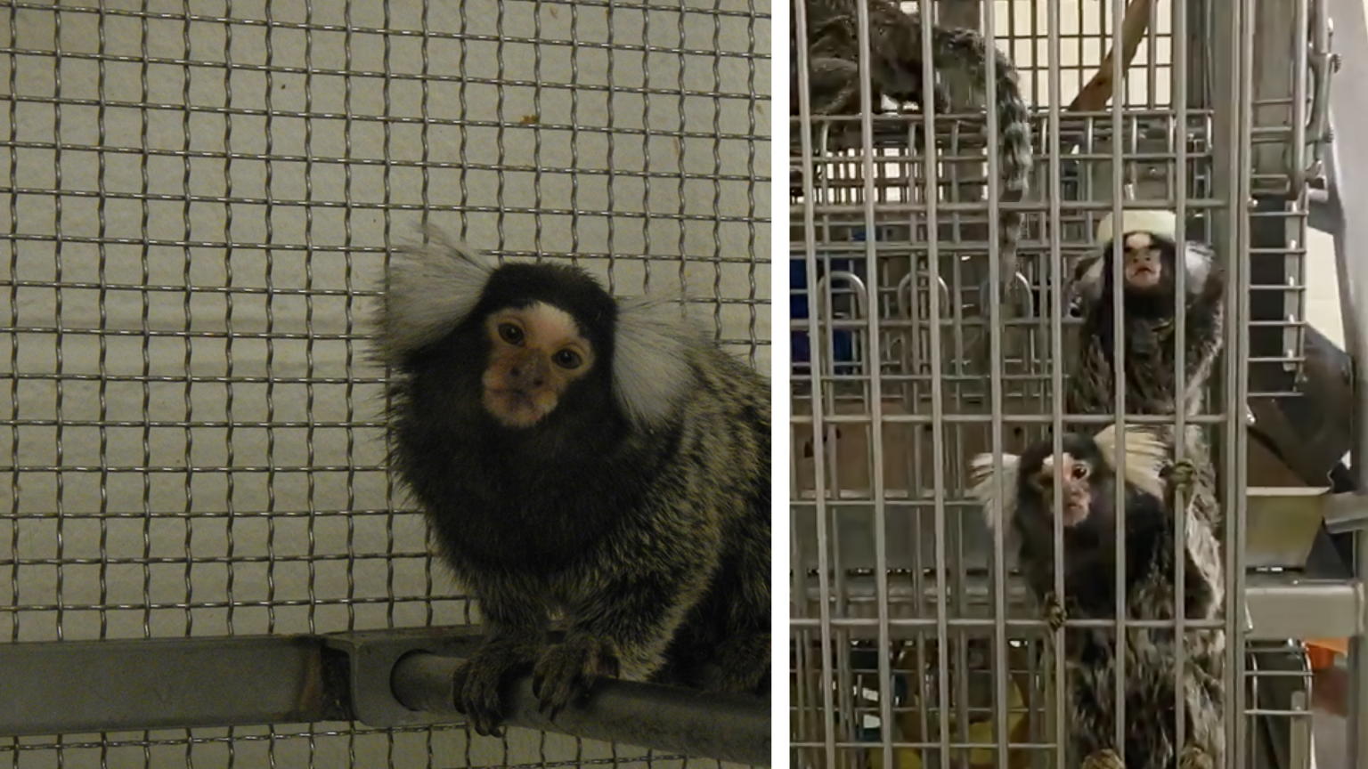 WATCH: Rare Video Released from ASU Primate Lab – Rise for Animals