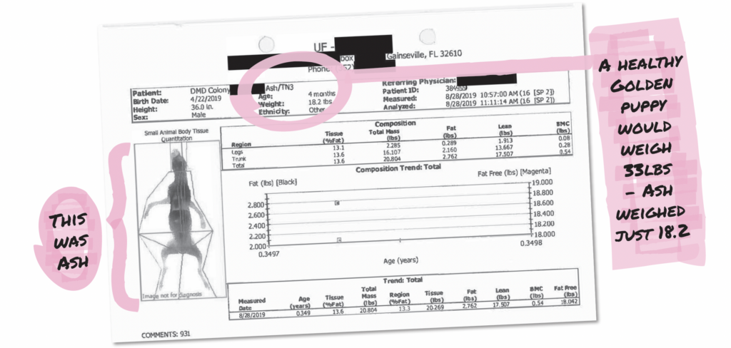 Avenging Ash, a Puppy Whose Life Was Stolen – Rise for Animals