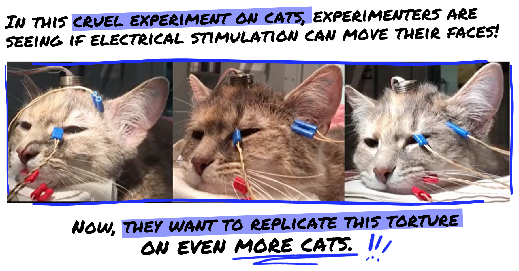 You saved hundreds of kittens! Now, more cats need your help – Rise for ...