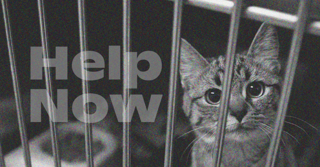 You saved hundreds of kittens! Now, more cats need your help – Rise for ...