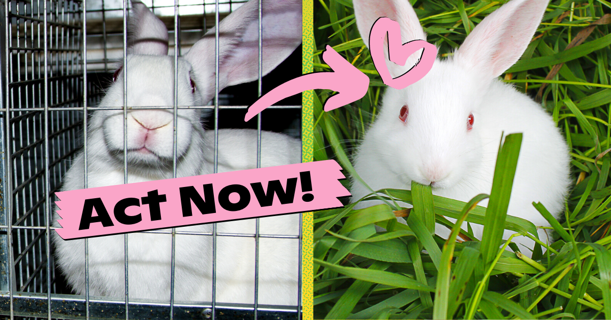 Let’s End Animal Testing for Cosmetics – Rise for Animals