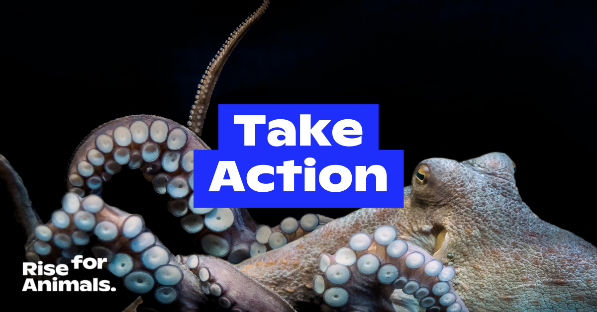 Lawmakers Are Pushing for Protections for Cephalopods – Rise for Animals