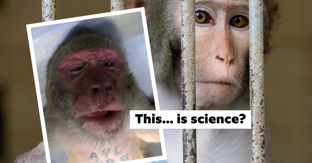 Take Action for Helen: Part 3—Sacrificed for Nothing – Rise for Animals