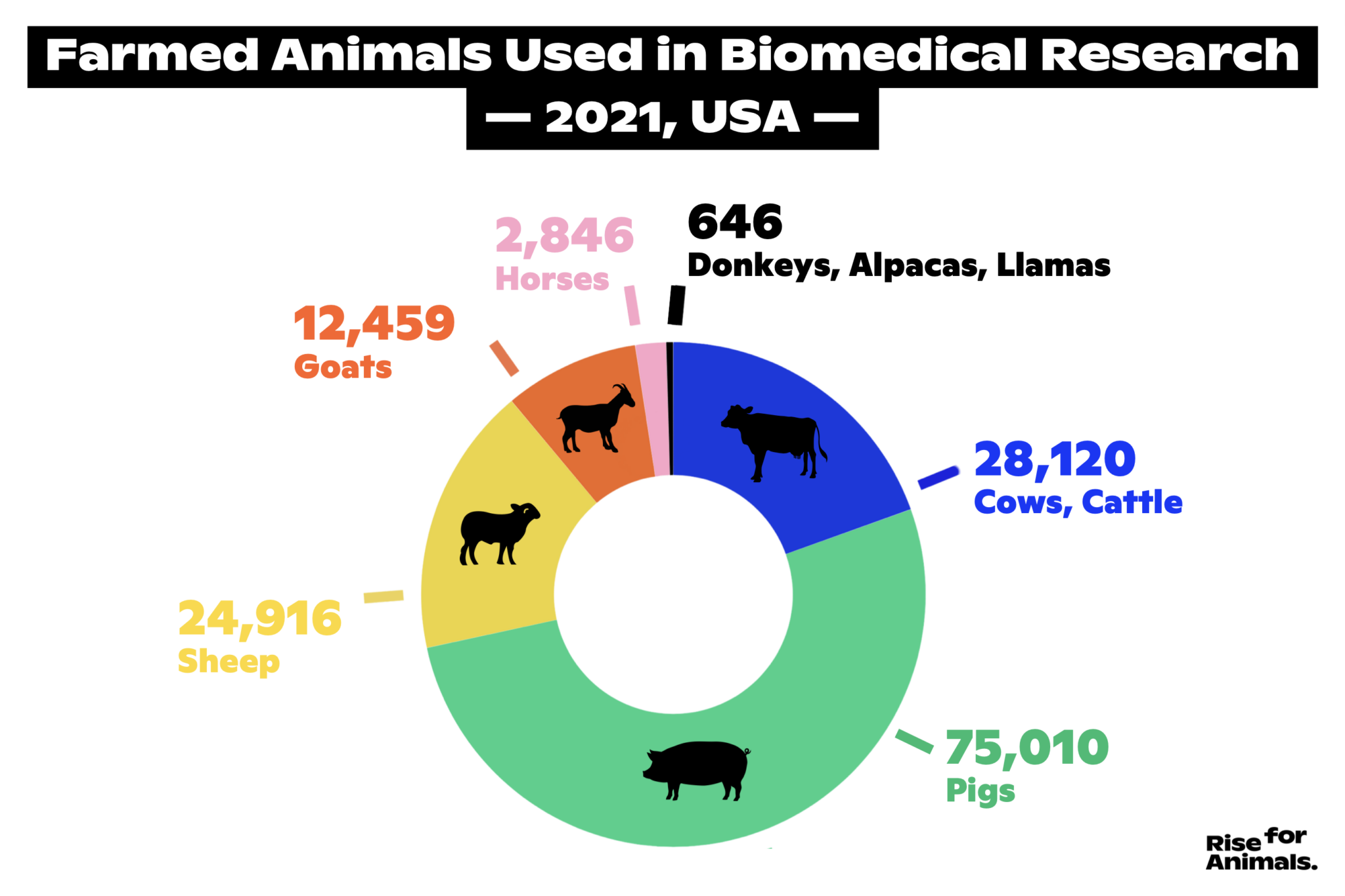 Even Farmed Animals Are Used and Abused in Research – Rise for Animals