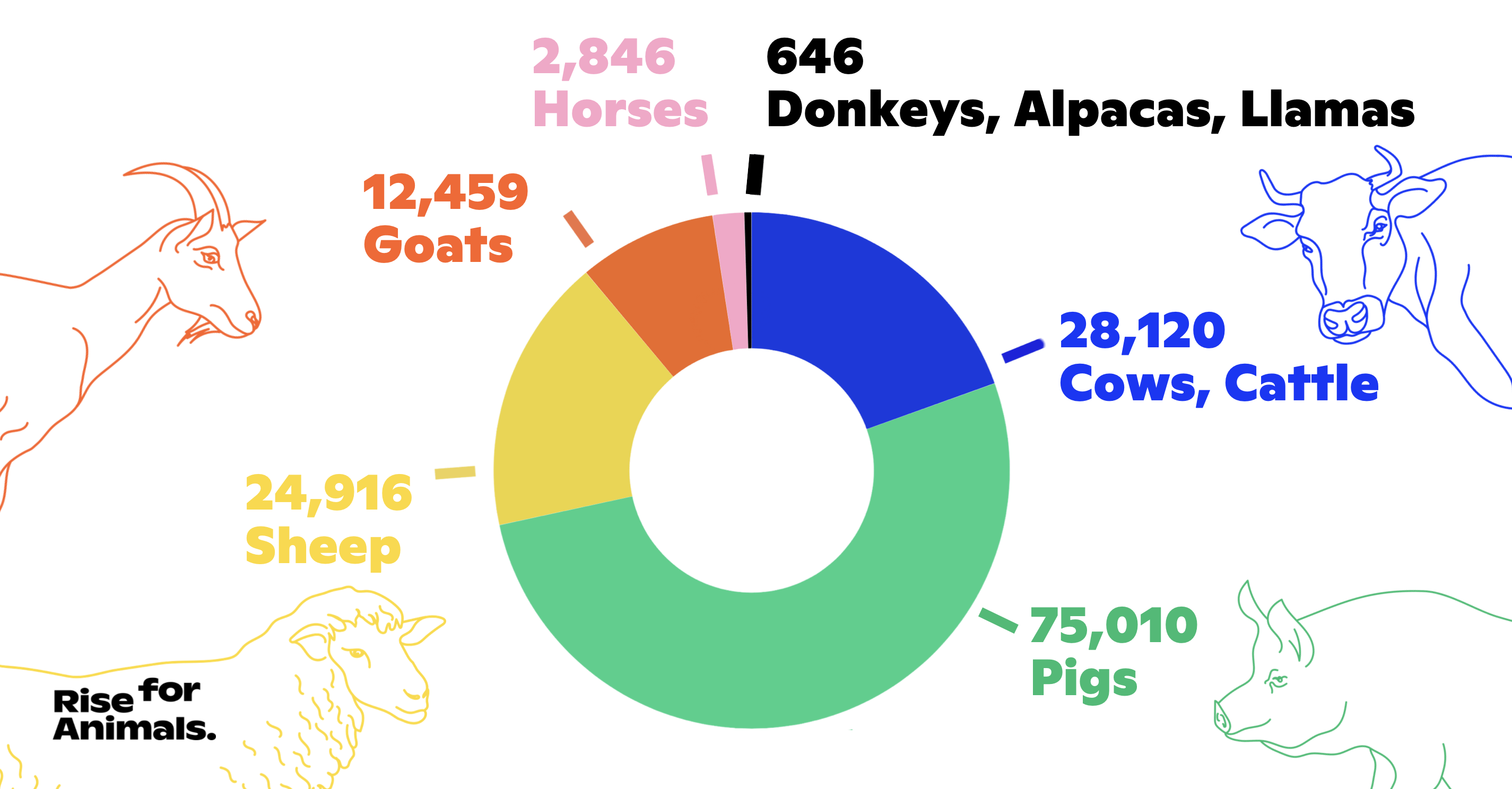 Even Farmed Animals Are Used and Abused in Research – Rise for Animals