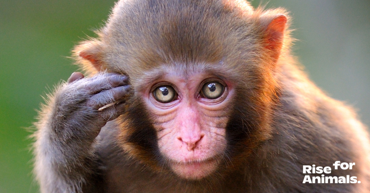 Take Action for Helen: Part 4—The Primate Trade – Rise for Animals