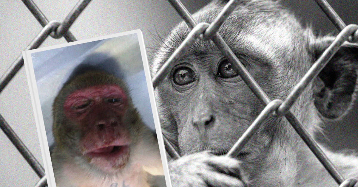 Take Action for Helen: Part 5—Resistance – Rise for Animals