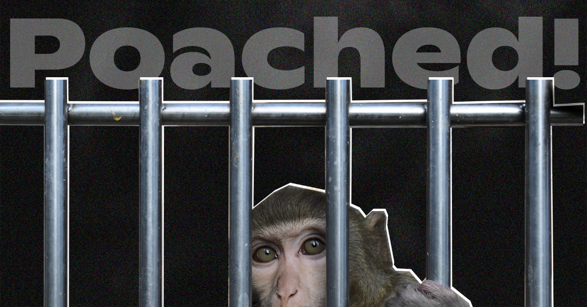 Monkey Poachers Are Fueling the Animal Research Industry – Rise for Animals