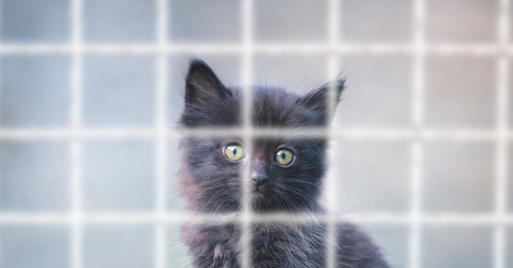 Challenging USDA’s Secret Policy that Limits Lab Inspections – Rise for ...