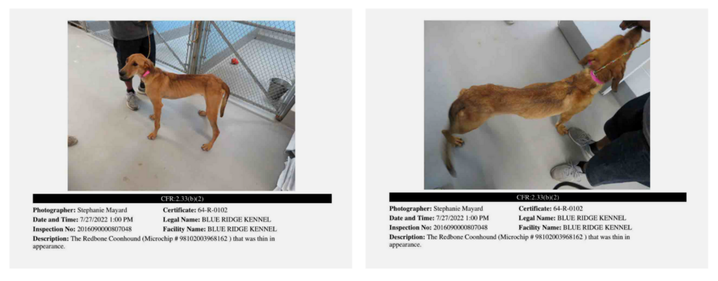 Look in a Lab: Blue Ridge Kennel – Rise for Animals