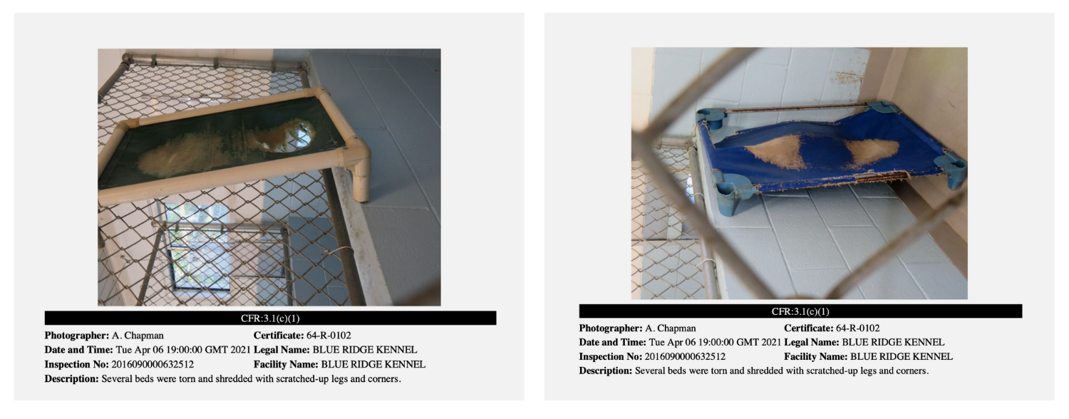 Look in a Lab: Blue Ridge Kennel – Rise for Animals