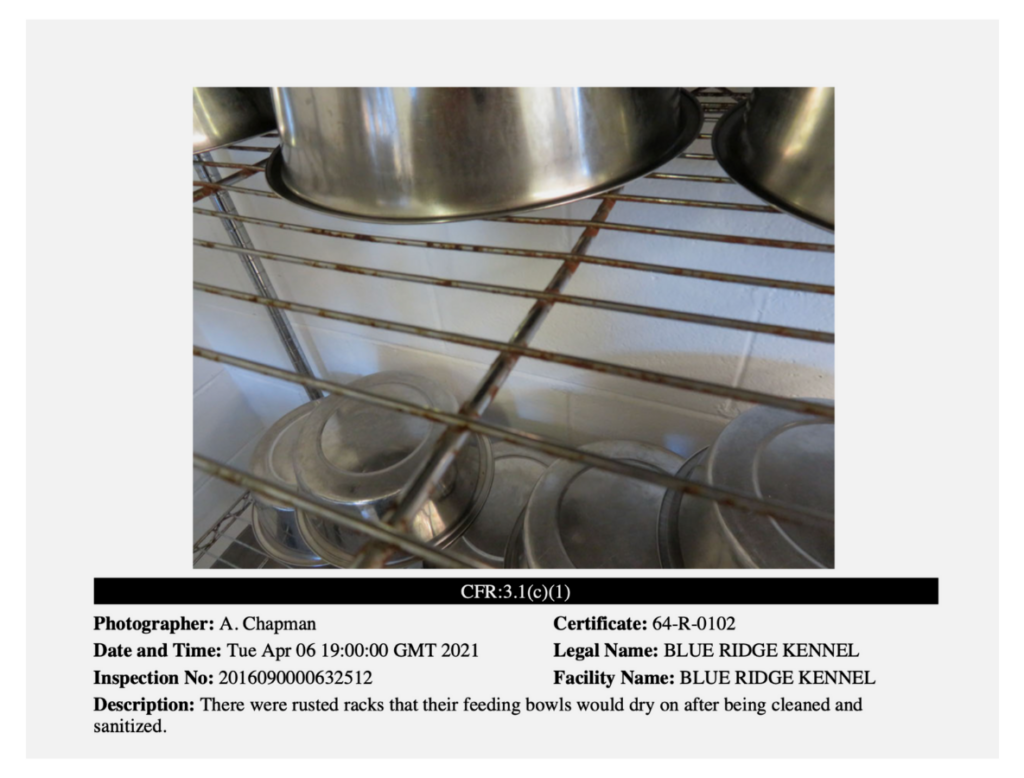 Look in a Lab: Blue Ridge Kennel – Rise for Animals