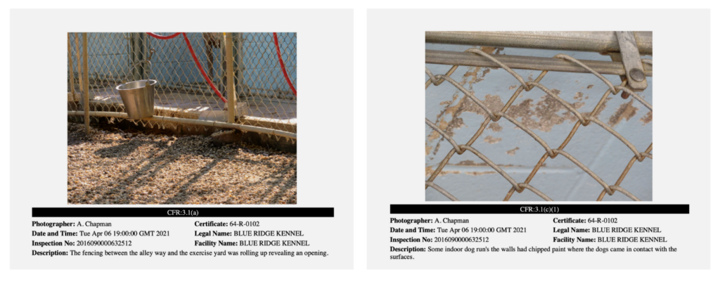 Look in a Lab: Blue Ridge Kennel – Rise for Animals