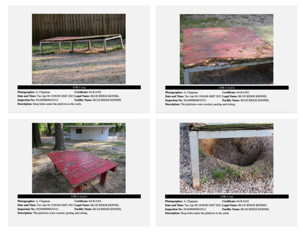 Look in a Lab: Blue Ridge Kennel – Rise for Animals