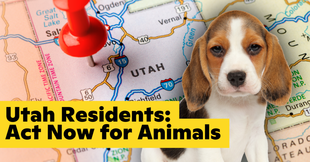 Utah Residents: Act Now to Protect Animals – Rise for Animals