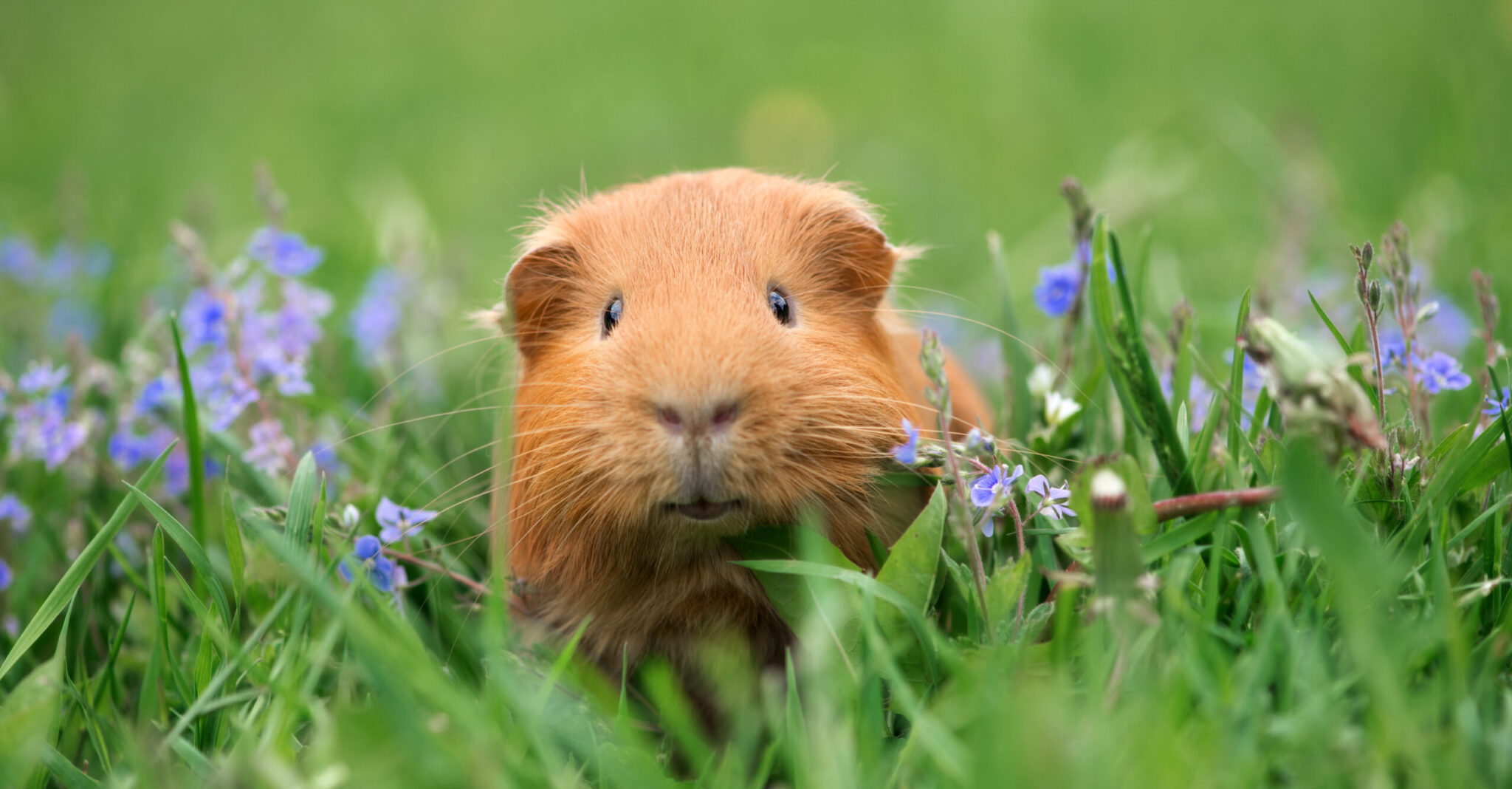 Reclaiming “Guinea Pigs”: Beyond Icons of Animal Research – Rise for ...