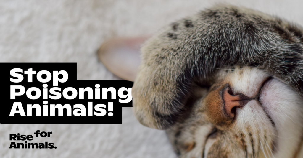 Stop Poisoning Animals – Rise for Animals