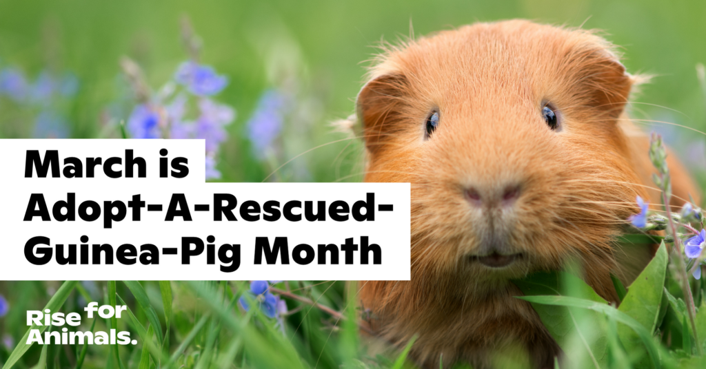 March is Adopt-A-Rescued-Guinea-Pig Month – Rise for Animals