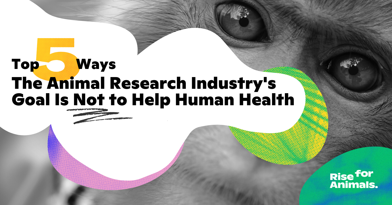 Did You Know? 5 Ways Animal Research Isn’t Helping People – Rise for ...