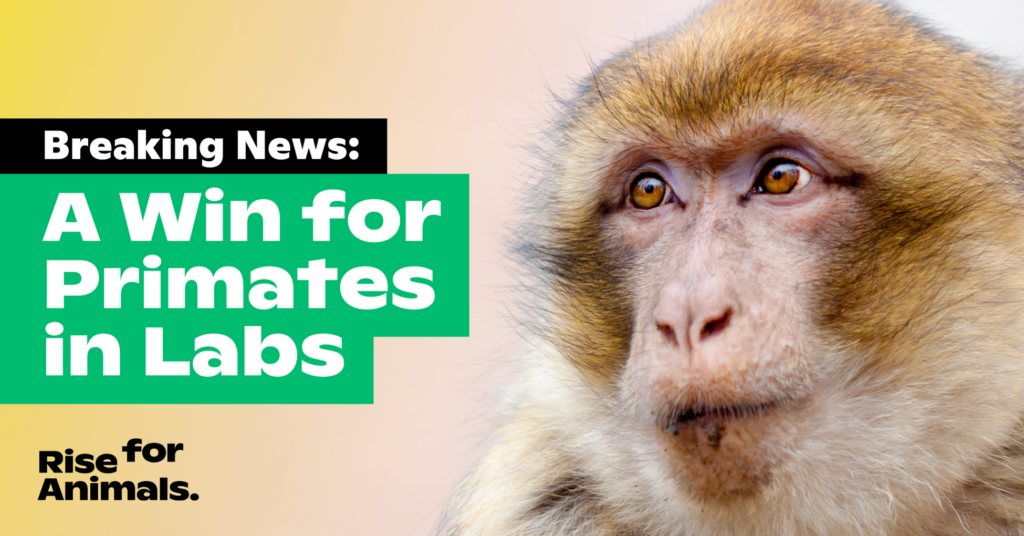 Victory for Primates in Labs: Judge Rules USDA Was Unlawful – Rise for ...