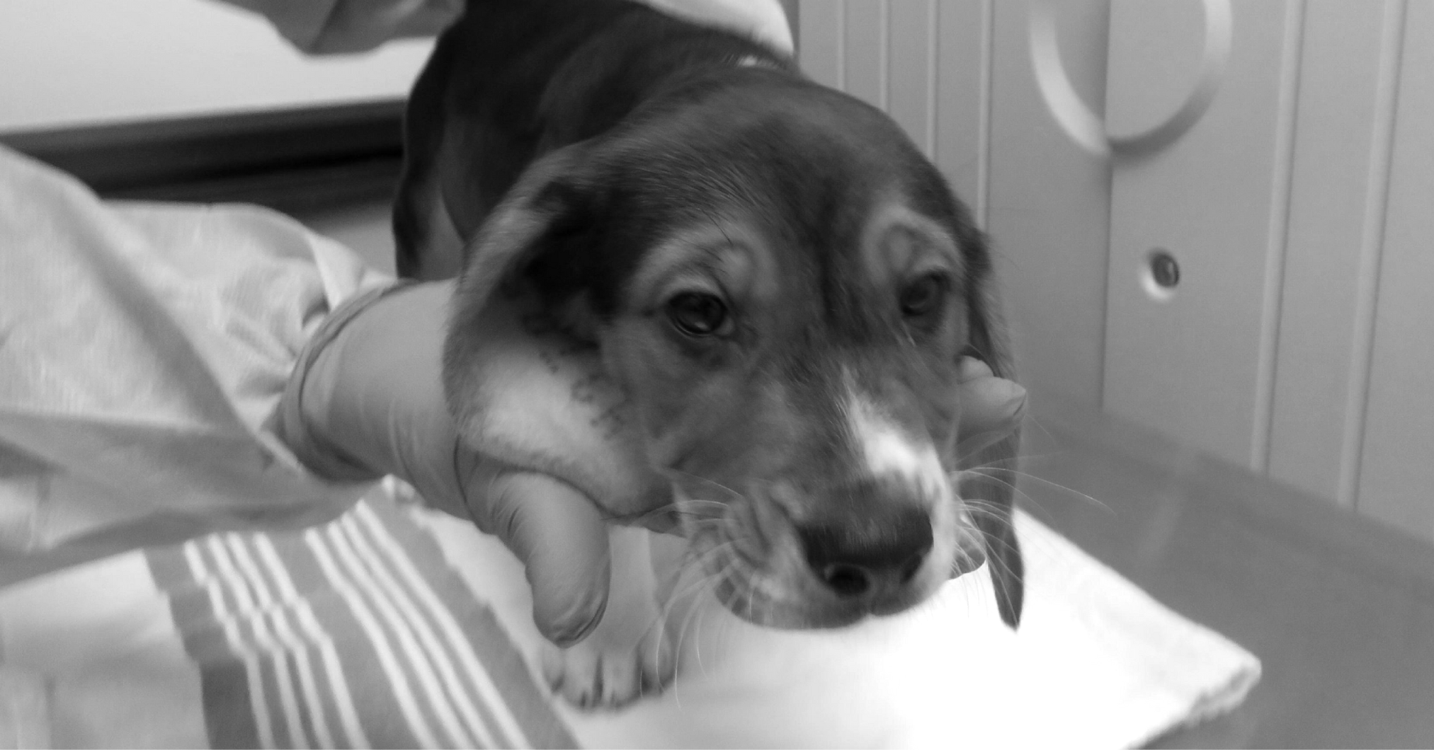 Look in a Lab: The University of Washington – Rise for Animals