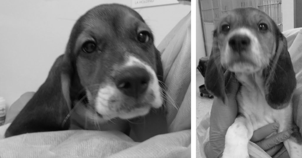 Look in a Lab: The University of Washington – Rise for Animals