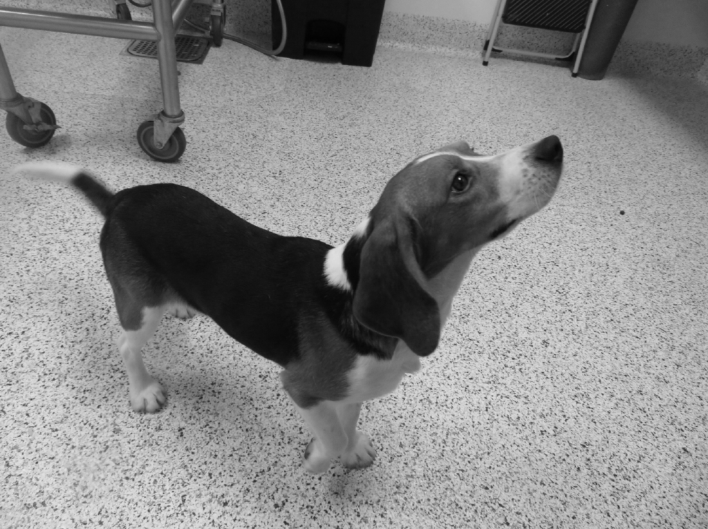 Look in a Lab: The University of Washington – Rise for Animals