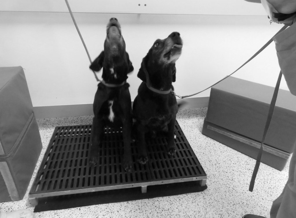 Look in a Lab: The University of Washington – Rise for Animals