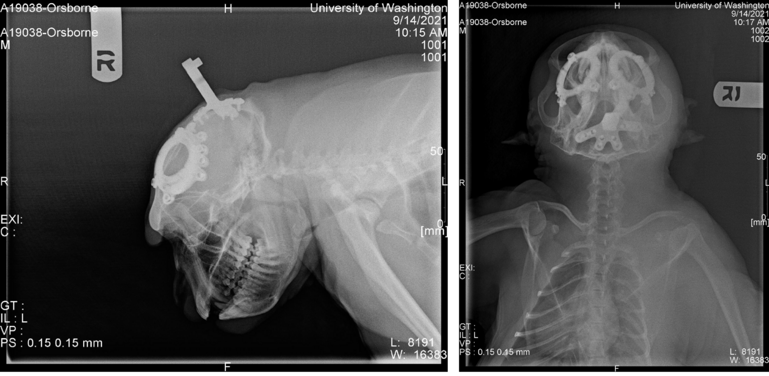 Look in a Lab: What’s Happening to Monkeys at UW? – Rise for Animals