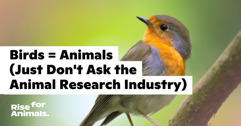 Birds=Animals (Just Don't Ask the Animal Research Industry) – Rise for ...