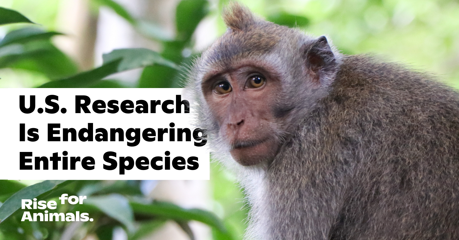 The Animal Research Industry is Endangering Entire Species – Rise for ...