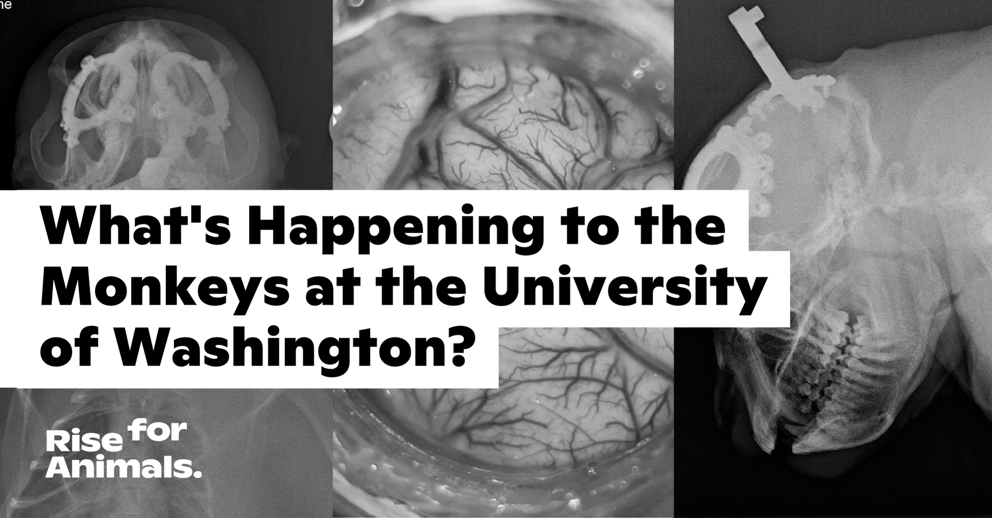 Look in a Lab: What’s Happening to Monkeys at UW? – Rise for Animals