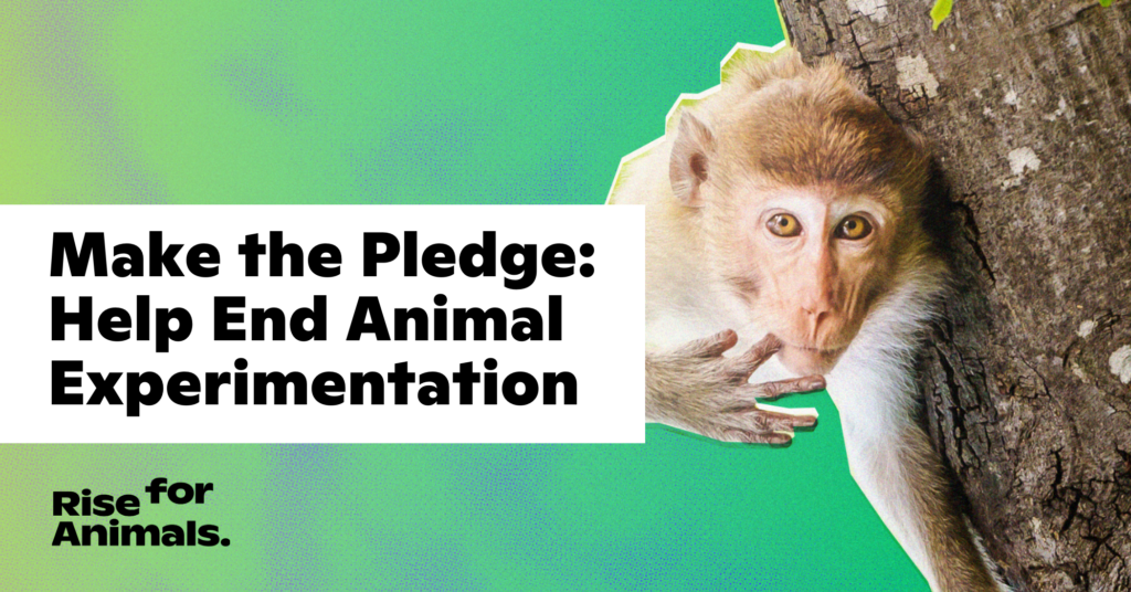 Rise for Animals - Pledge – Rise for Animals