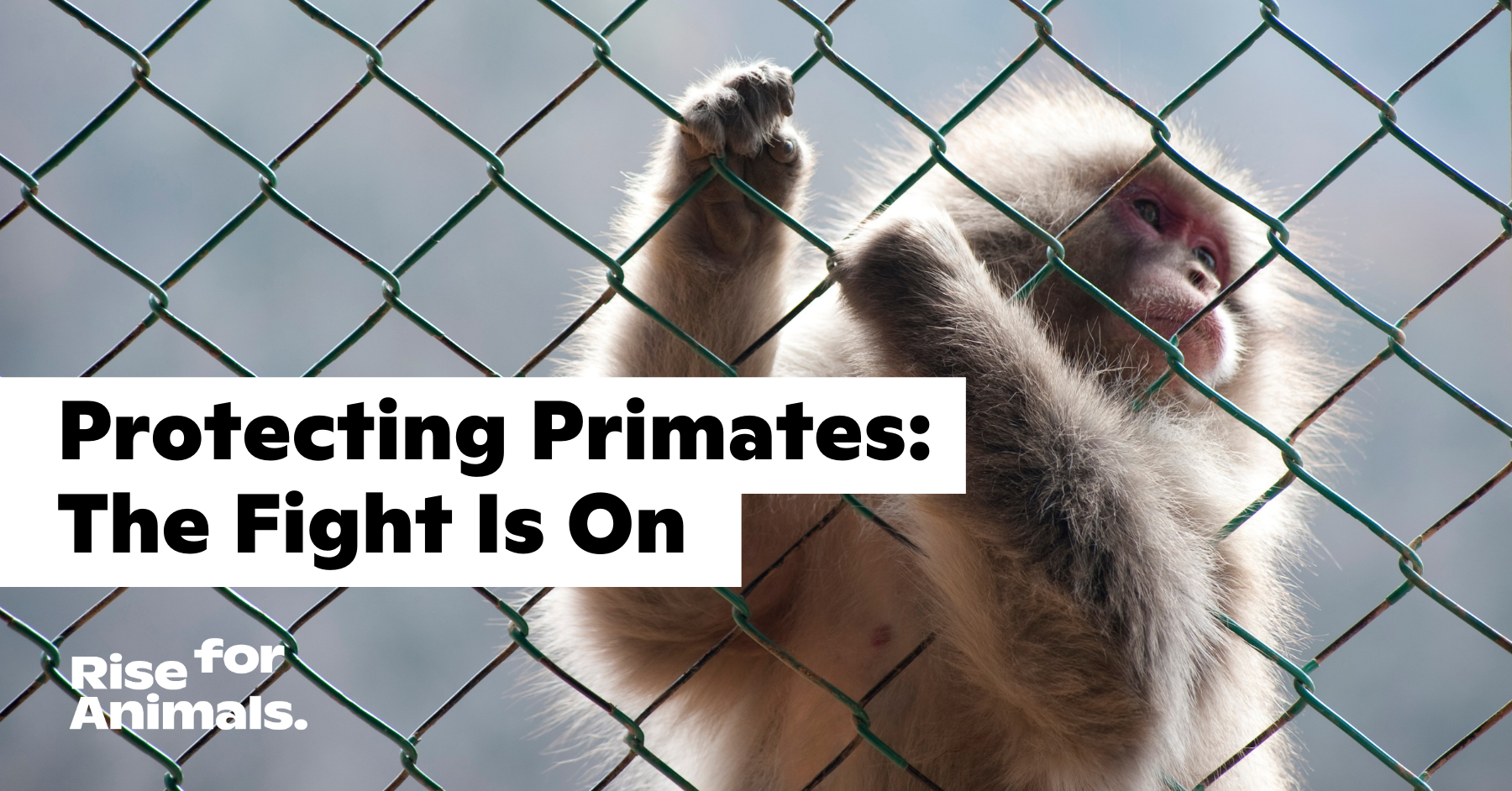 Protecting Primates: The Fight is On – Rise for Animals