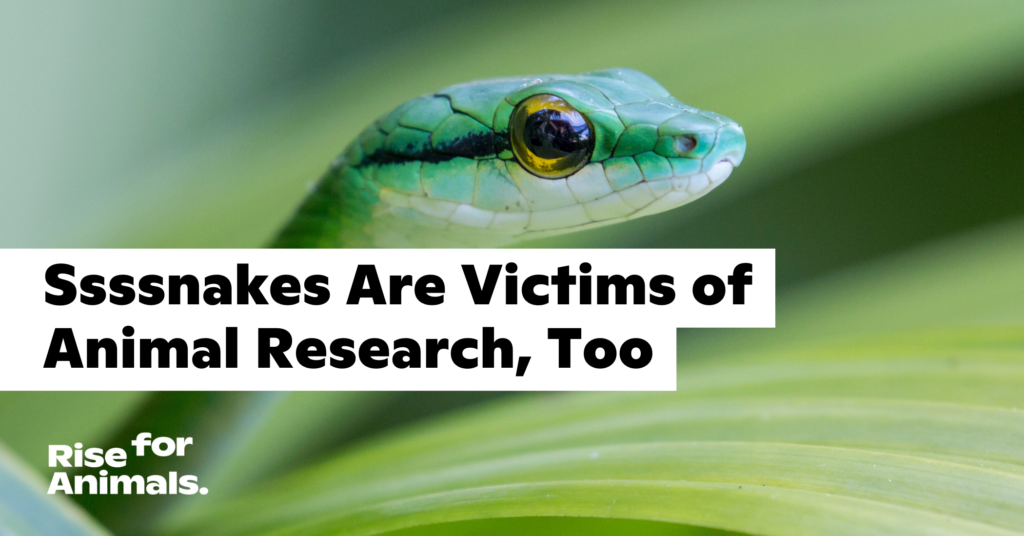 Ssssnakes Are Victims of Animal Research, Too – Rise for Animals