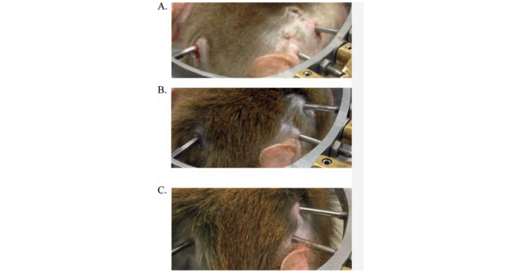 Neuralink: *Just* a Regular Animal Lab – Rise for Animals