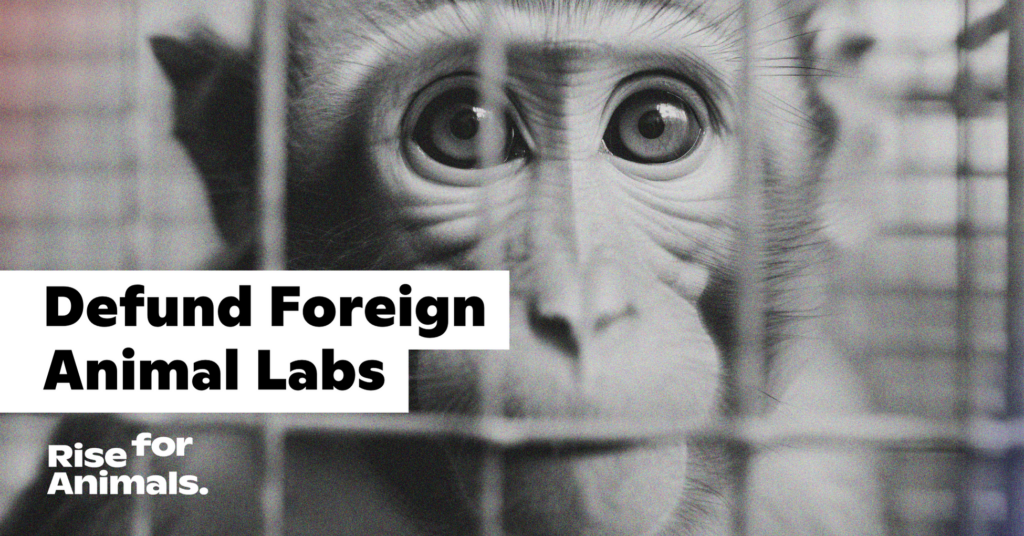 The CARGO Act: Defund Foreign Animal Laboratories Now – Rise for Animals