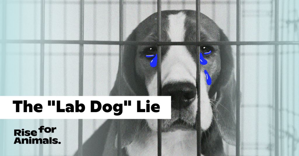 The “Lab Dog” Lie – Rise for Animals