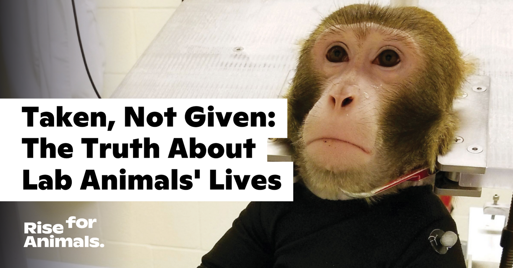 Taken, Not Given: The Truth About Lab Animals’ Lives – Rise for Animals