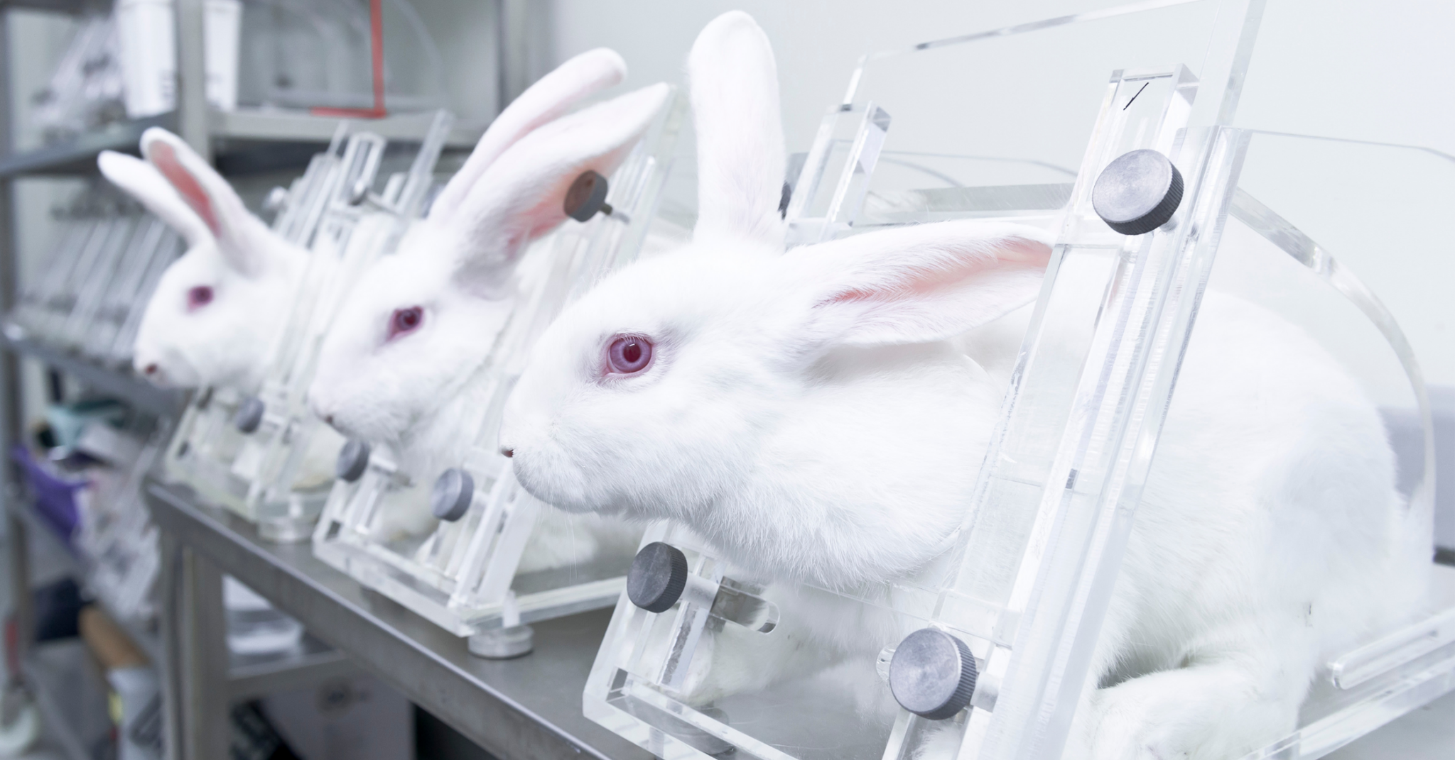 Beckon a Better Day for Bunnies – Rise for Animals