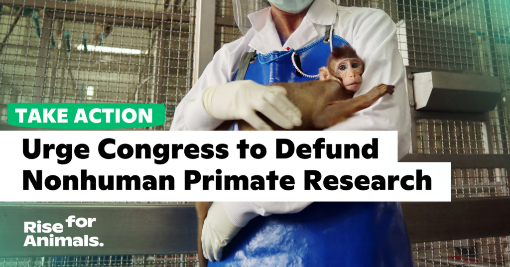 Urge Congress to Defund Nonhuman Primate Research – Rise for Animals
